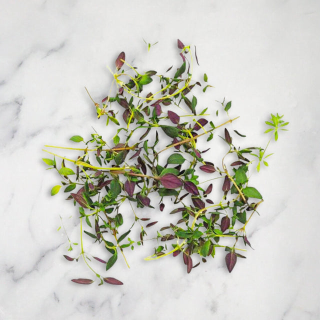 Buy Micro Thyme Online UK | Fine Food Specialist