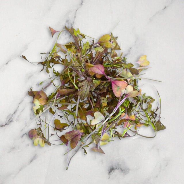 Buy Red Mustard Frills Online | Fine Food Specialist