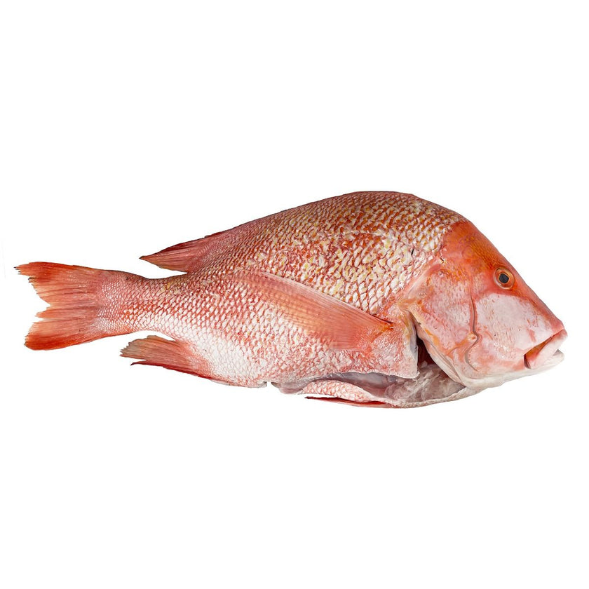 Red Snapper, Fresh, 2-3kg | Fine Food Specialist